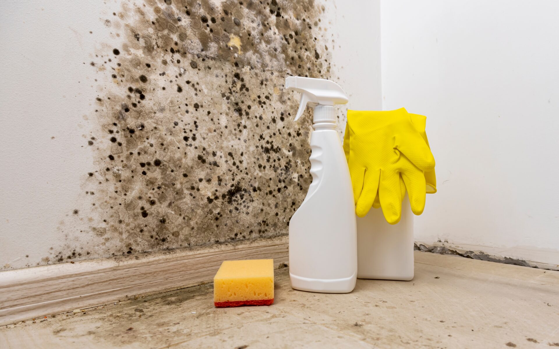 Health Impacts of Mold | WHI